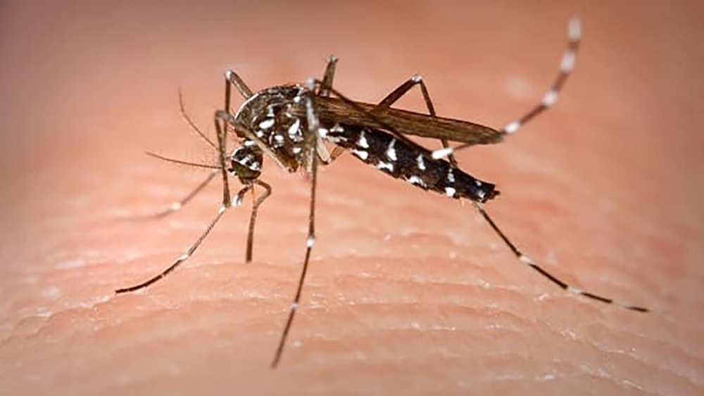 Panama: 25 deaths and 15,000 cases of dengue fever in 2025